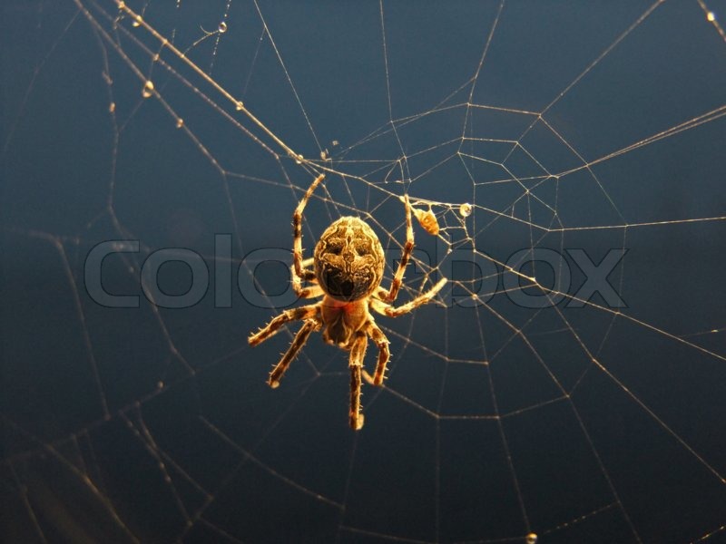 Edderkop med bytte | Stock foto | Colourbox