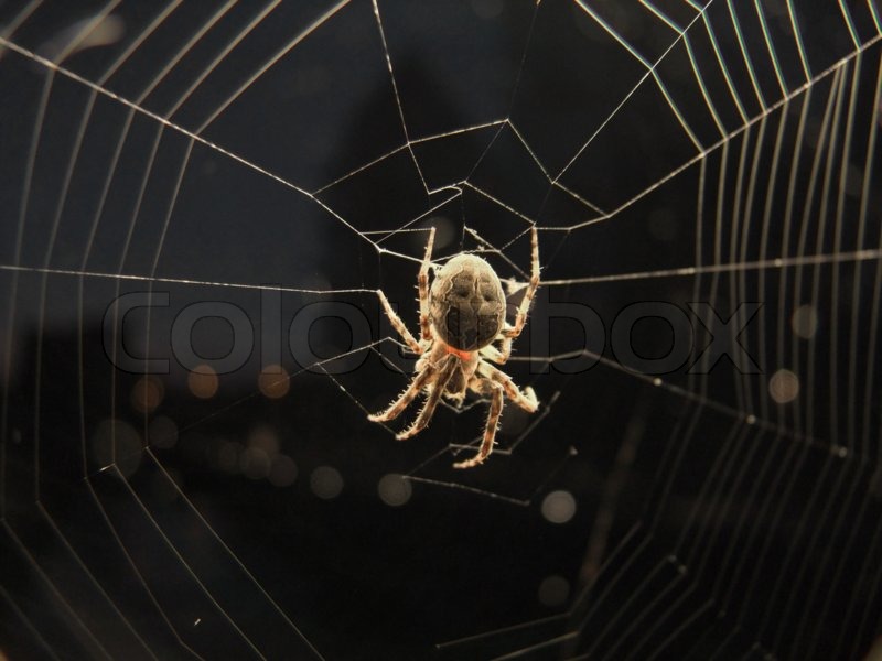 Edderkop venter på bytte | Stock foto | Colourbox