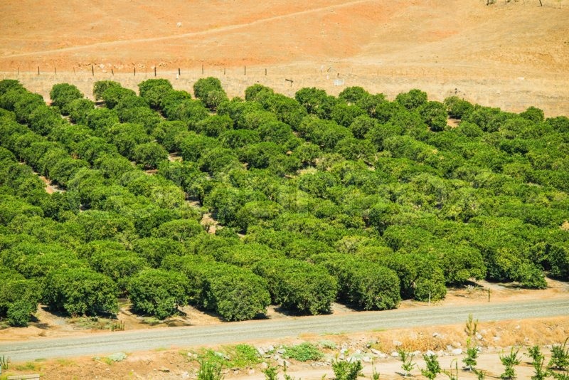 Lemon Trees Farm in California, USA. ... | Stock image | Colourbox
