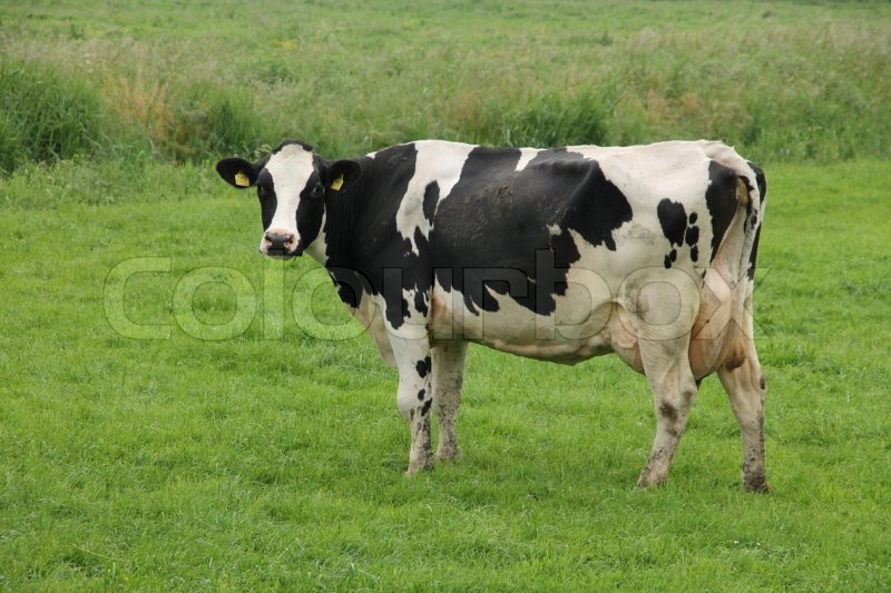 Cow, called Holstein Friesian, stands ... | Stock image | Colourbox