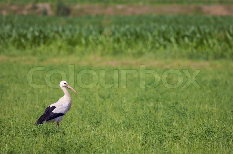 Lonely stork in a meadow | Stock image | Colourbox