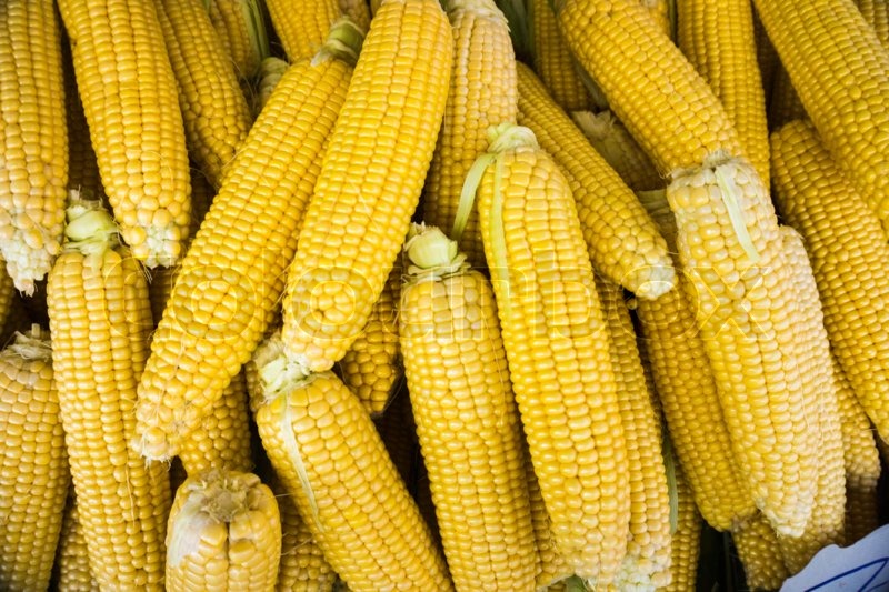 Market stall with corncobs. Fresh ... | Stock image | Colourbox