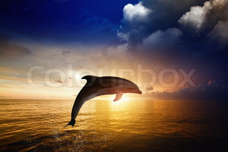 Dolphin jumping, red sunset over sea, ... | Stock image | Colourbox