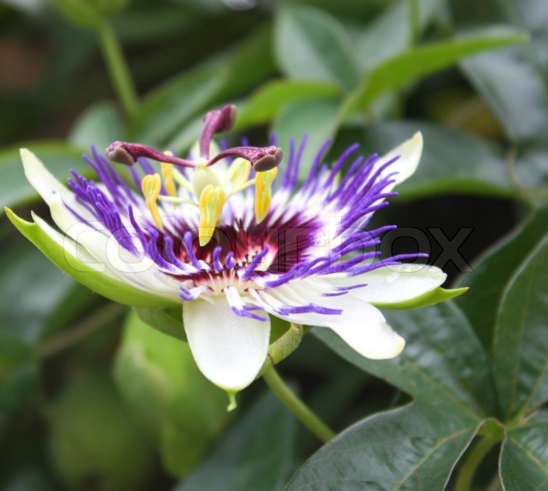 Passiflora closeup.Passionflower or ... | Stock image | Colourbox