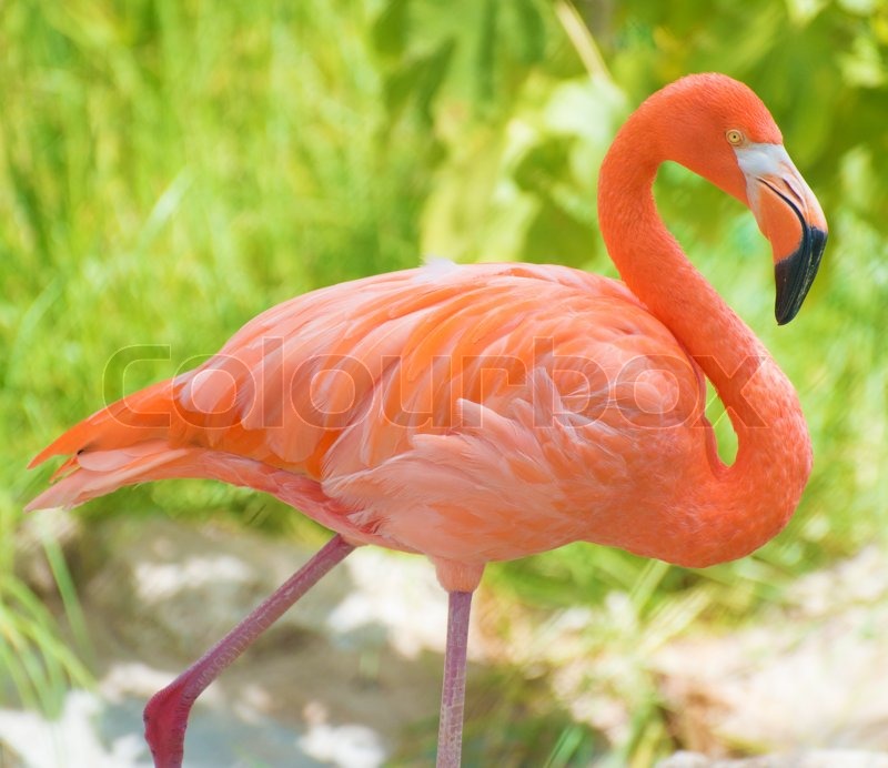 Pink flamingo walking in national park. ... | Stock image | Colourbox