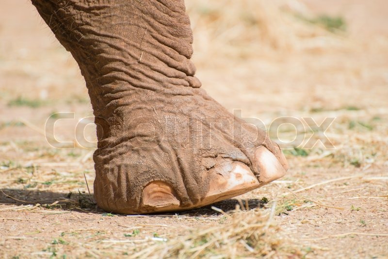 Close-up portrait of elephant's leg. | Stock image | Colourbox