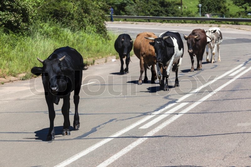 Rural cattle animals walking on road in ... | Stock image | Colourbox