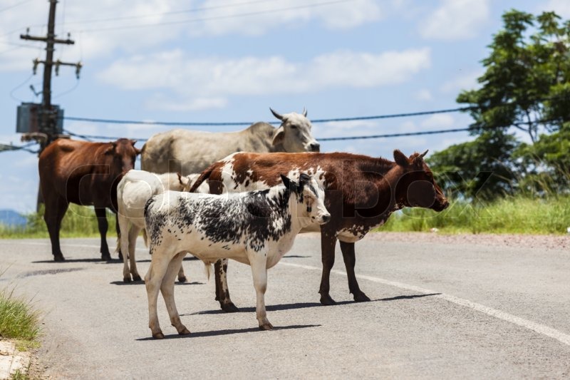 Rural cattle animals walking on road in ... | Stock image | Colourbox