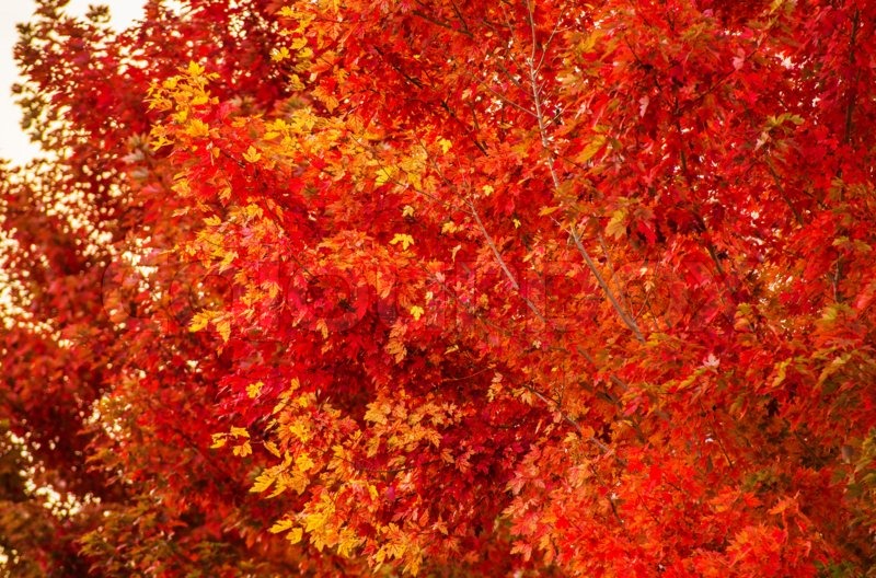Red Fall Trees Closeup. Fall Foliage. | Stock image | Colourbox