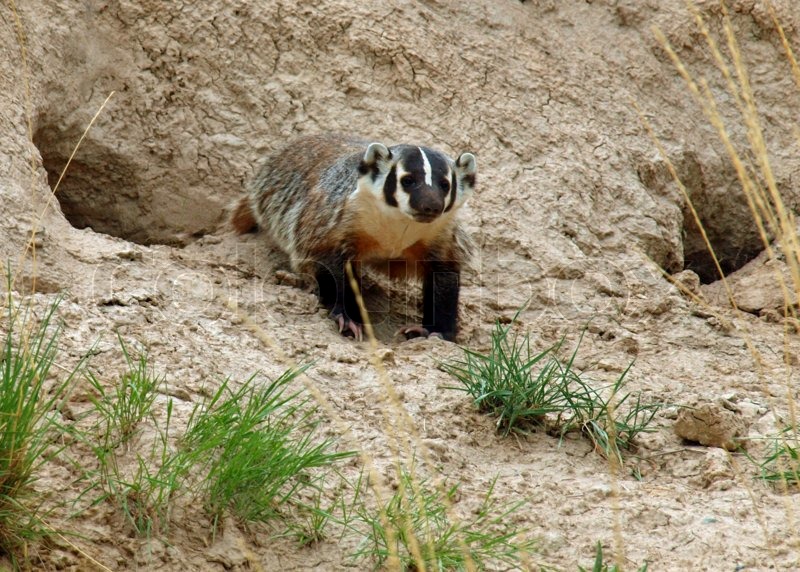 An American Badger at the Entrance of ... | Stock image | Colourbox