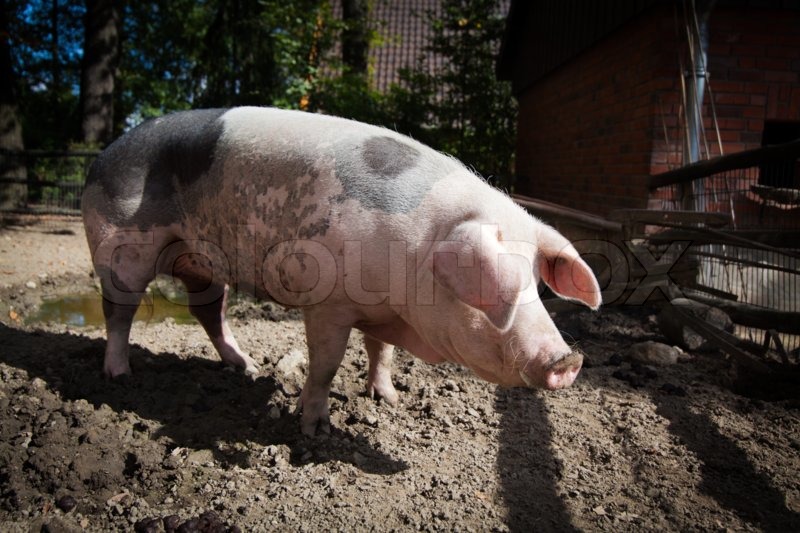 Big pig on a farm | Stock image | Colourbox