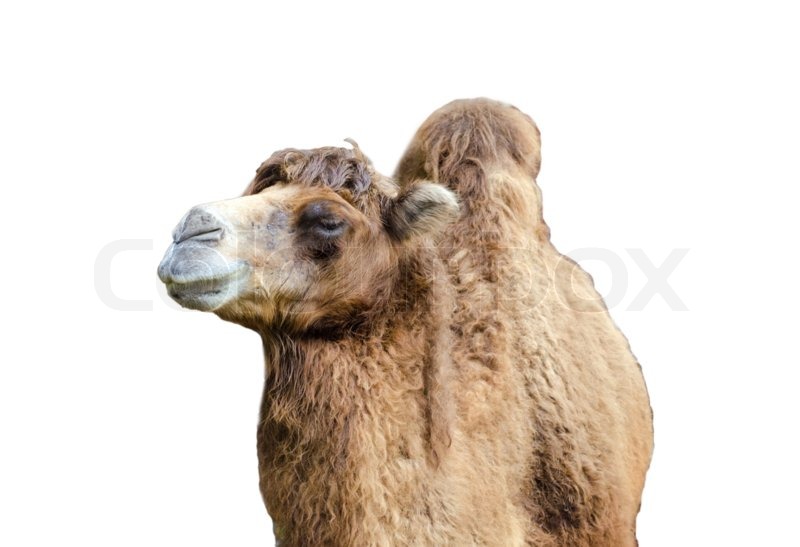 Wild camel in zoo isolated on white ... | Stock image | Colourbox