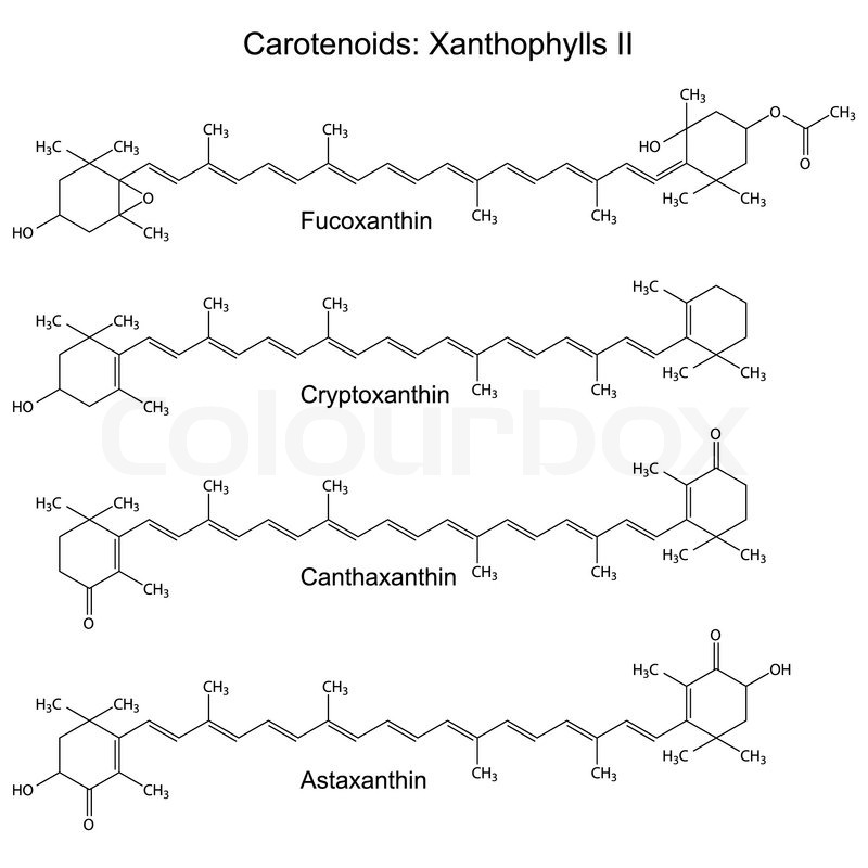 Xanthophylls Function Carotenoids in flowers