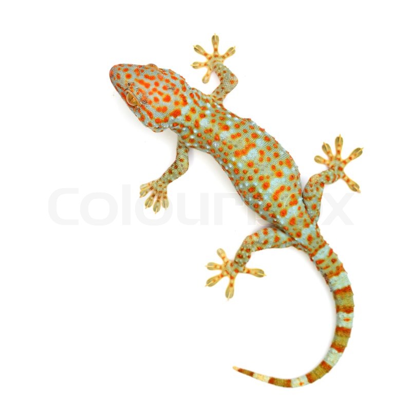 Gecko isolated on white background | Stock image | Colourbox
