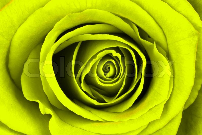 Bright Yellow Roses