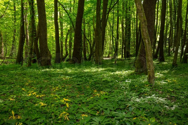 Forest glade with flowers in the cool ... | Stock image | Colourbox