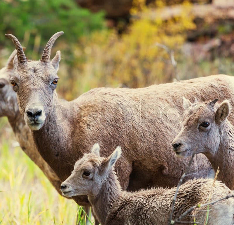 Wild goat in Yellowstone National ... | Stock image | Colourbox