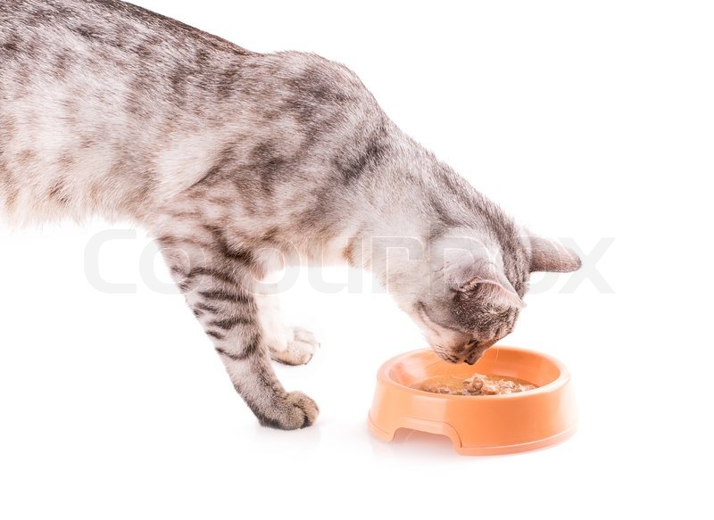 Plate of cat food isolated on white ... | Stock image | Colourbox