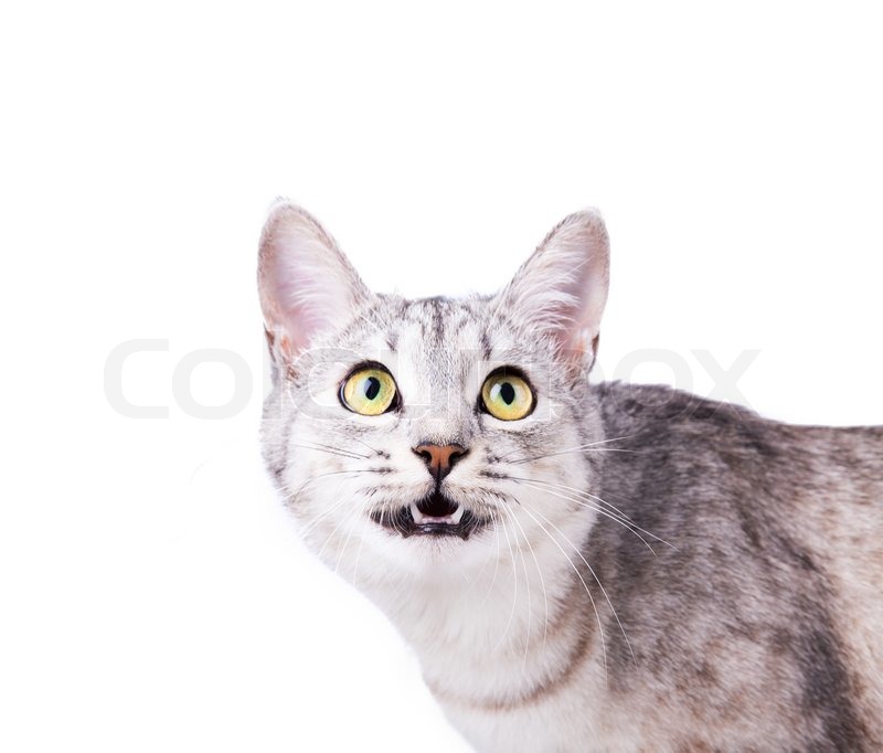 Gray striped tabby cat Isolated on ... | Stock image | Colourbox