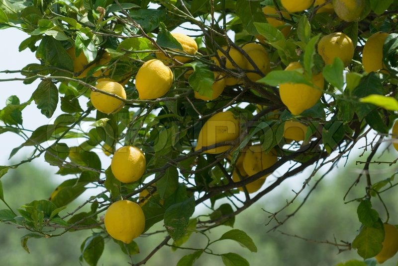 Lemon tree | Stock image | Colourbox