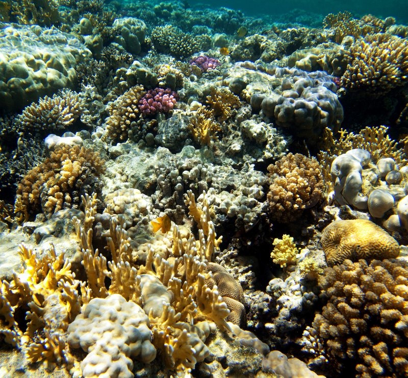 Coral reef with soft and hard corals ... | Stock Photo | Colourbox