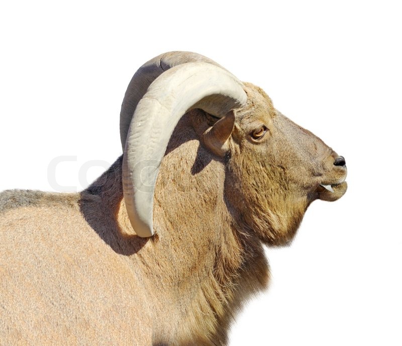 Young brown goat isolated on white ... | Stock image | Colourbox