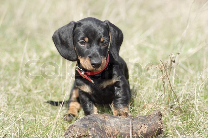 Little cute dackel puppy outdoor | Stock Photo | Colourbox