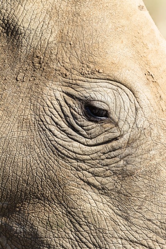 Rhino closeup eye detail of animal ... | Stock image | Colourbox