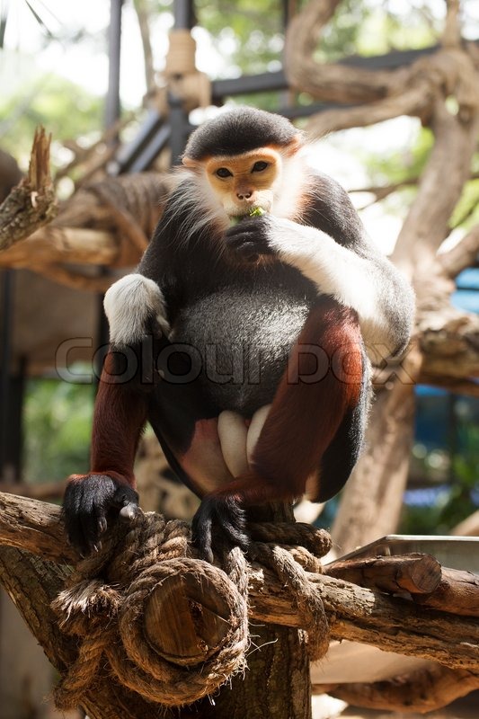 Close up Red-shanked douc langur on the ... | Stock image | Colourbox