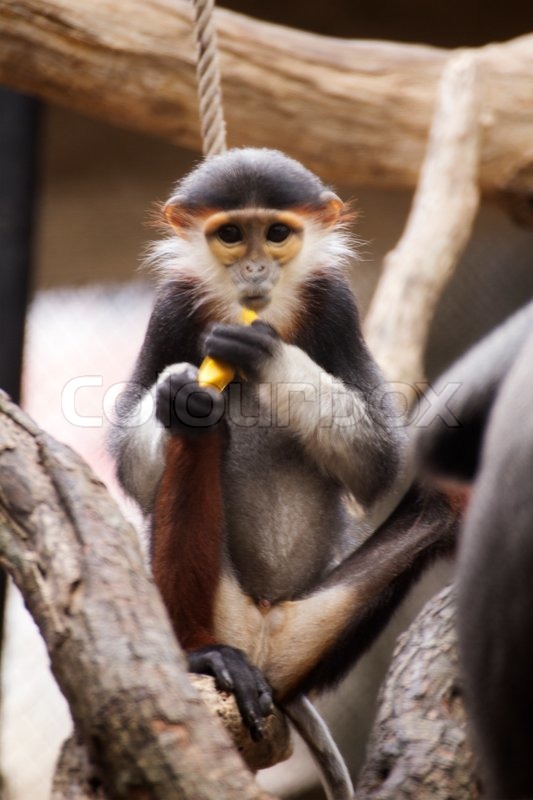 Close up Red-shanked douc langur on the ... | Stock image | Colourbox