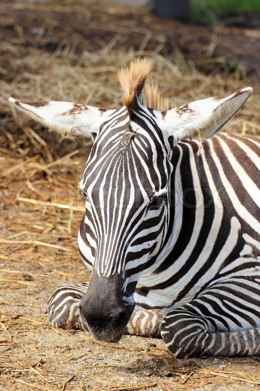 Zebra/African Zebra sleeping on field. | Stock image | Colourbox