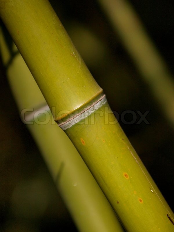 Bamboo close up | Stock image | Colourbox