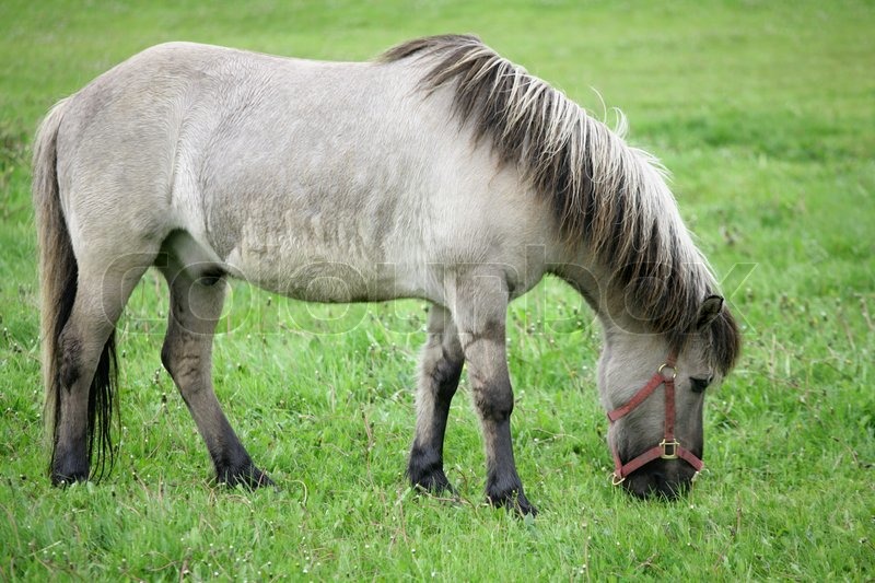 Danish horses on a field in the summer | Stock Photo | Colourbox