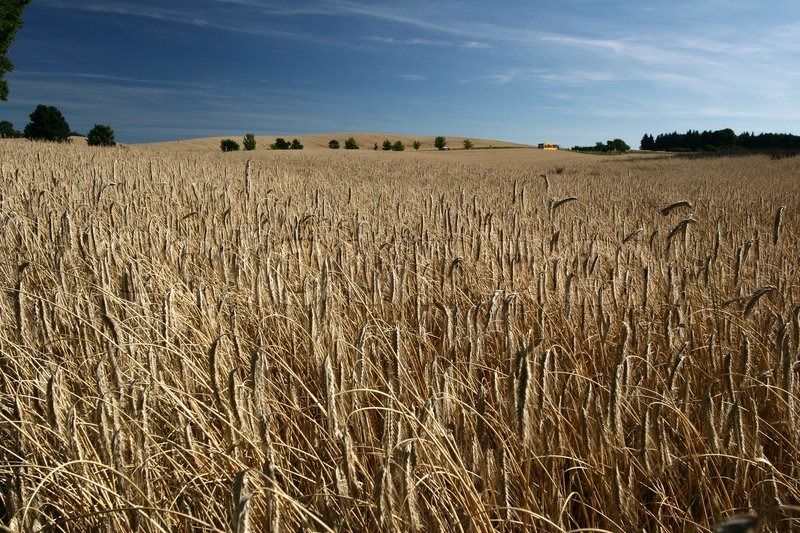 In the country a culture of cereal, ... | Stock image | Colourbox