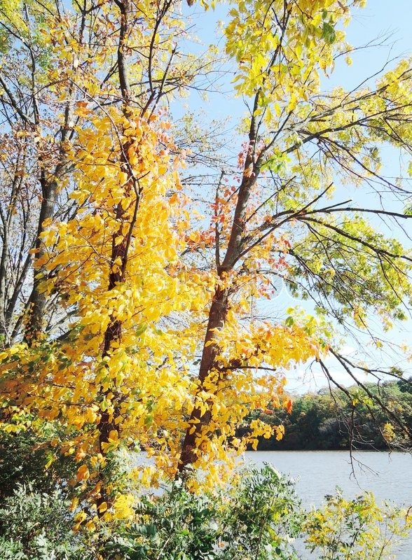 Autumn in lake | Stock image | Colourbox