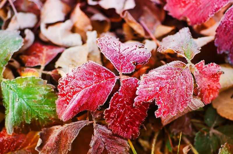 Frozen autumn leaves, seasonal vintage ... | Stock image | Colourbox