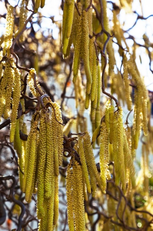 The flowers of hazel in the spring. ... | Stock image | Colourbox