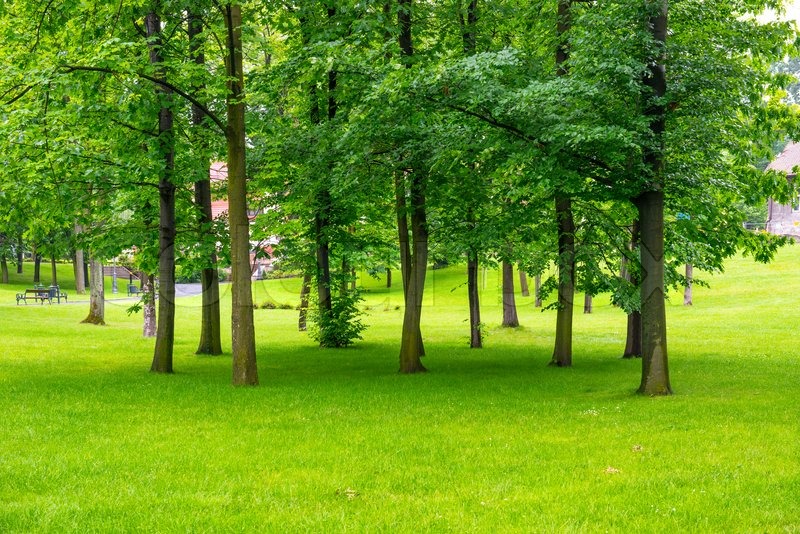 Green lawn with trees in park under ... | Stock image | Colourbox