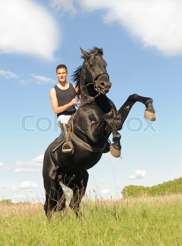 Black Horses Rearing Up