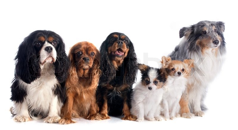 Six dogs in front of white background | Stock image | Colourbox