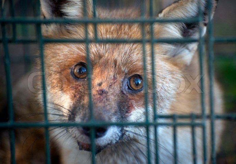 Portrait of a red fox in cage | Stock image | Colourbox