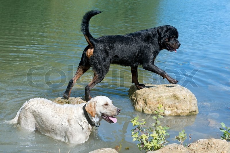 Rottweiler and labrador retriever in ... | Stock image | Colourbox