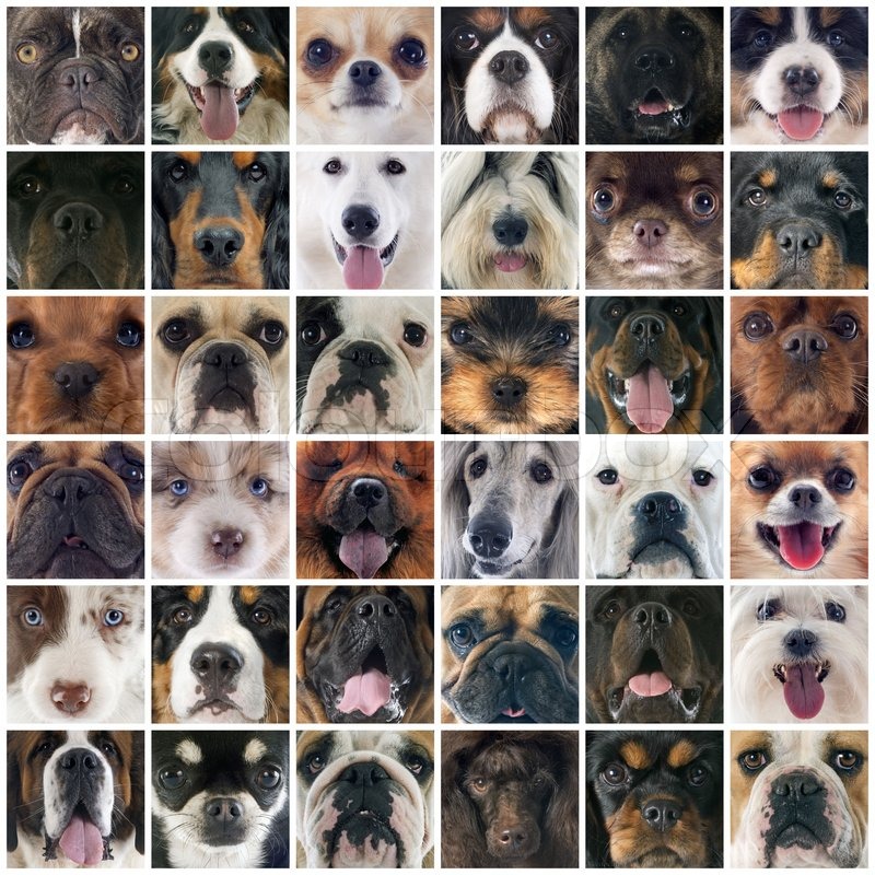 Composite picture of group of purebred ... | Stock image | Colourbox