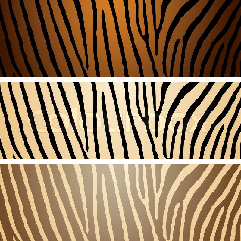 Sammlung von drei Zebra-Muster mit ... | Stock-Vektor | Colourbox