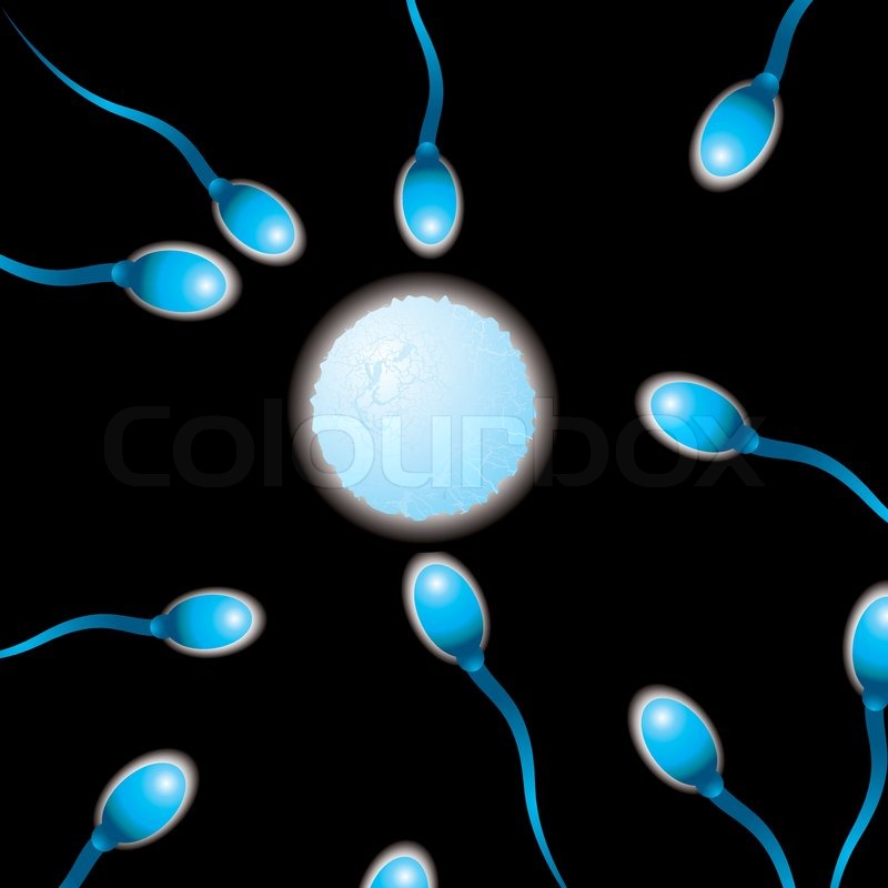 Sperm Heading For The Egg In An Stock Vector Colourbox