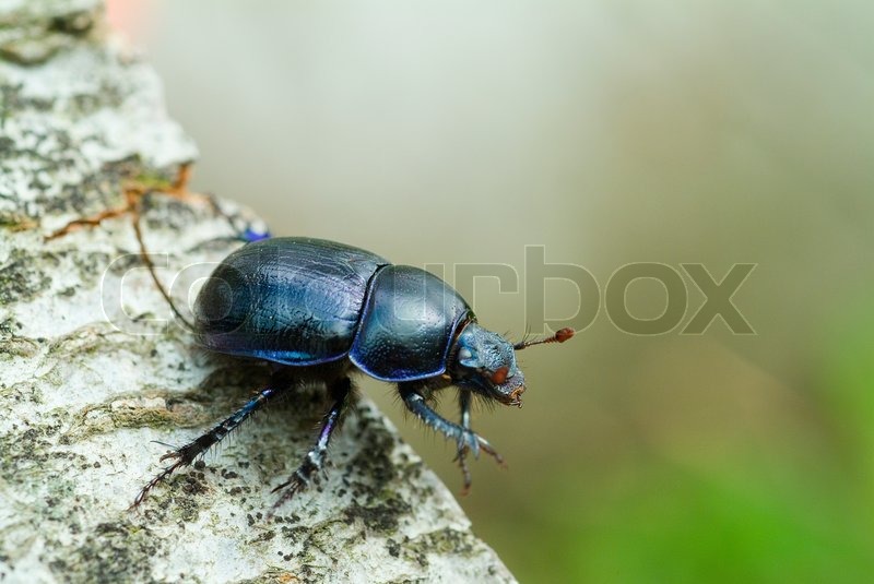 Wirbelloses Insekt, Imago, ... | Stock Bild | Colourbox