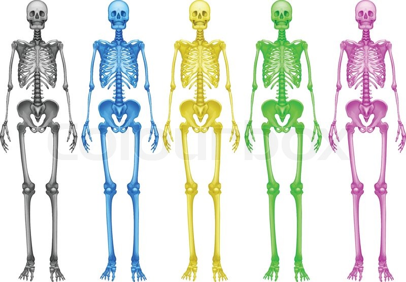 Coloured human skeletons on a white ... | Stock vector | Colourbox