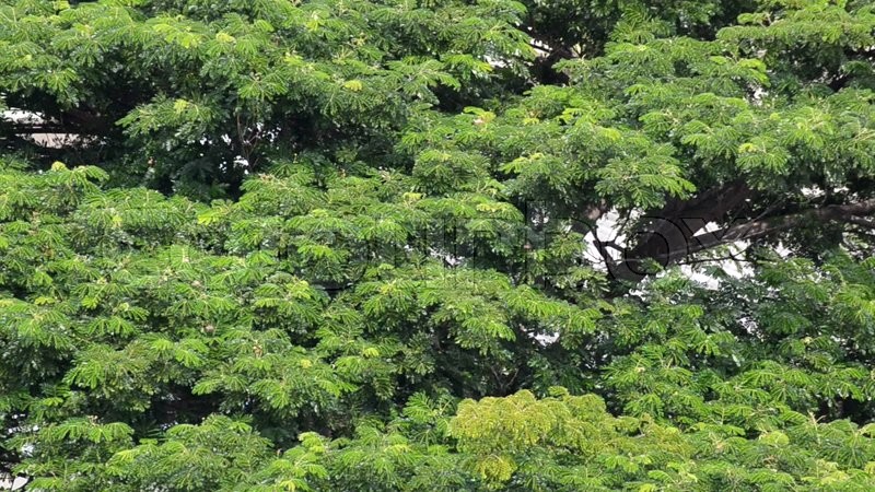Tree branches blowing in the wind | Stock Video | Colourbox