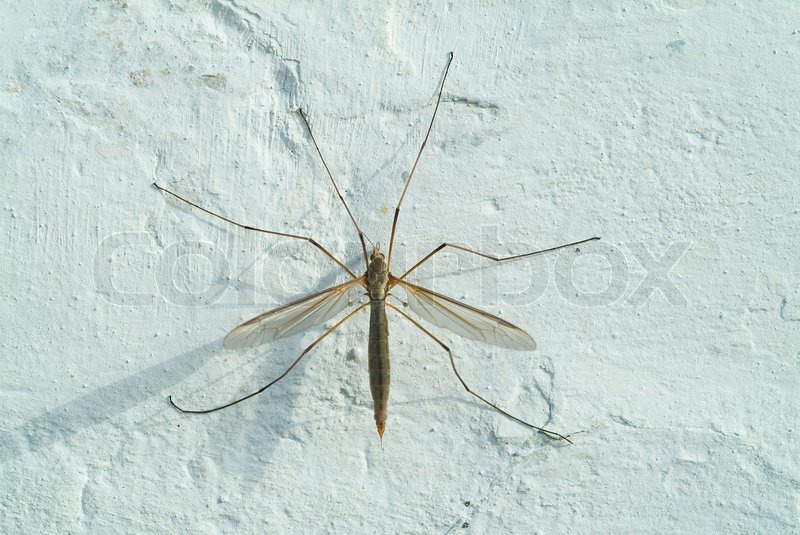 Daddy-longlegs, macro, insect, nature, ... | Stock image | Colourbox