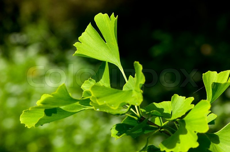 Biloba, gingko, ginkgo, tree, ginko, ... | Stock image | Colourbox